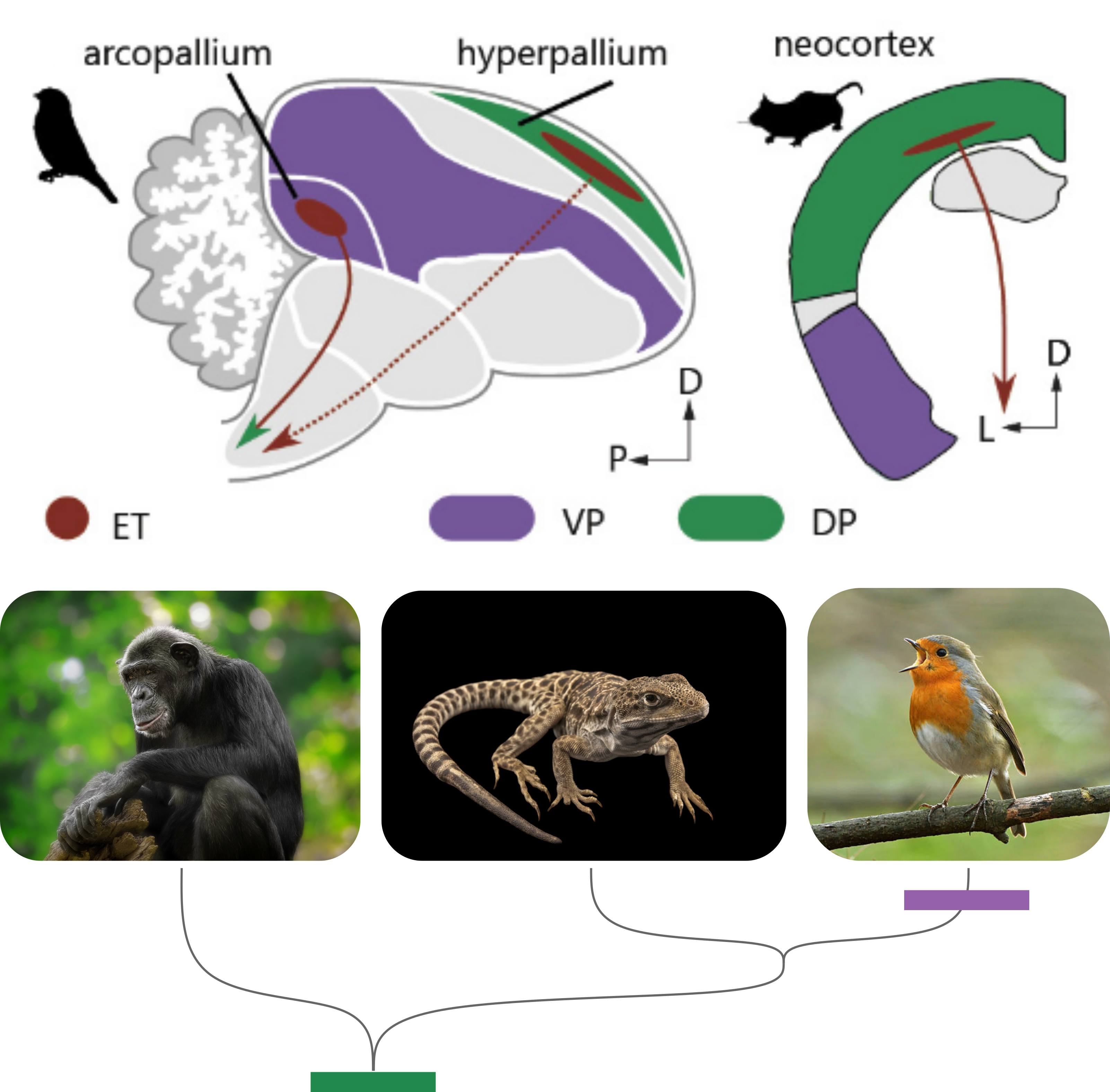 Research | Colquitt Lab at UCSC
